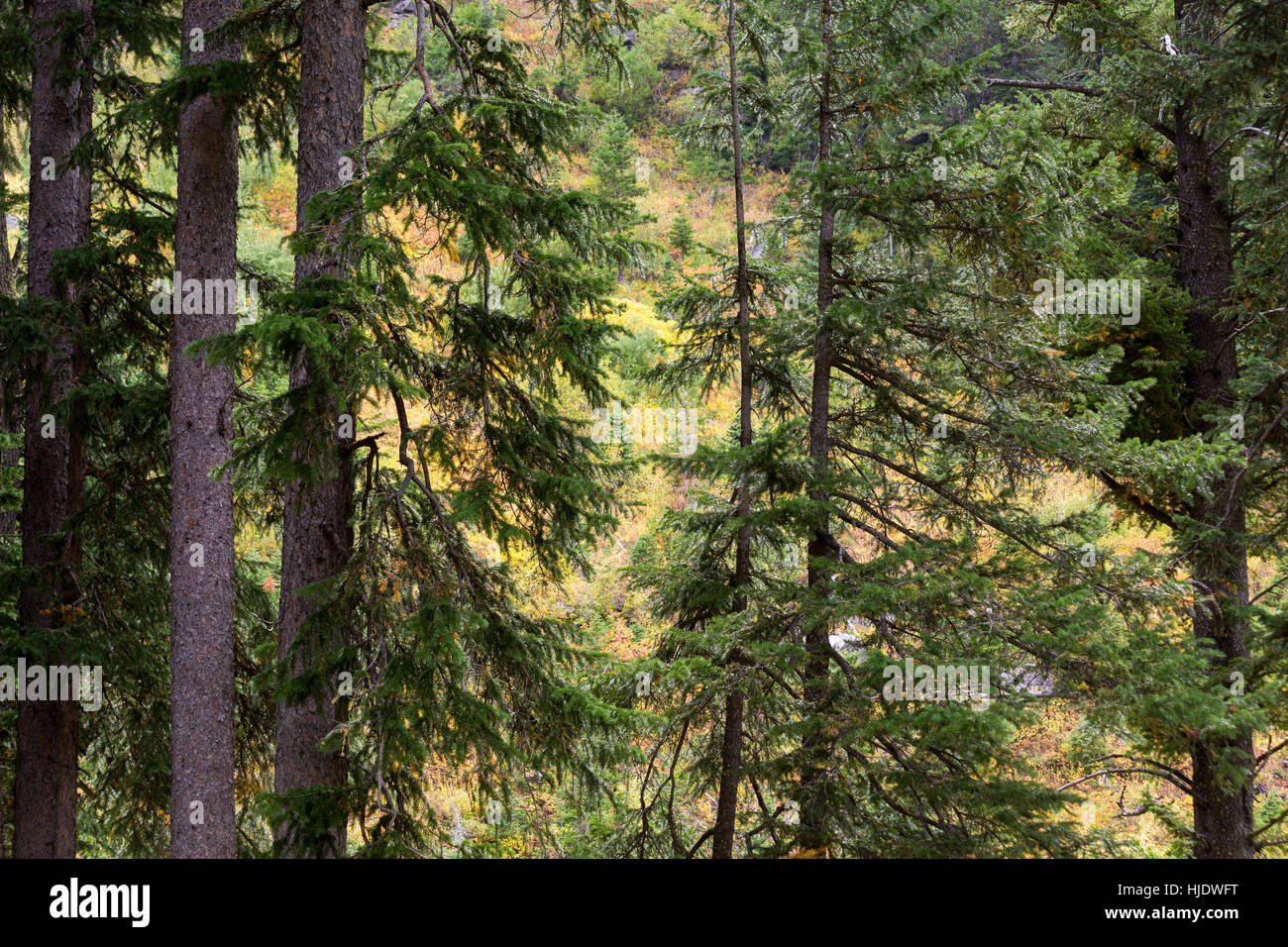 Ground brush leaves changing for fall behind firs and evergreen trees ...