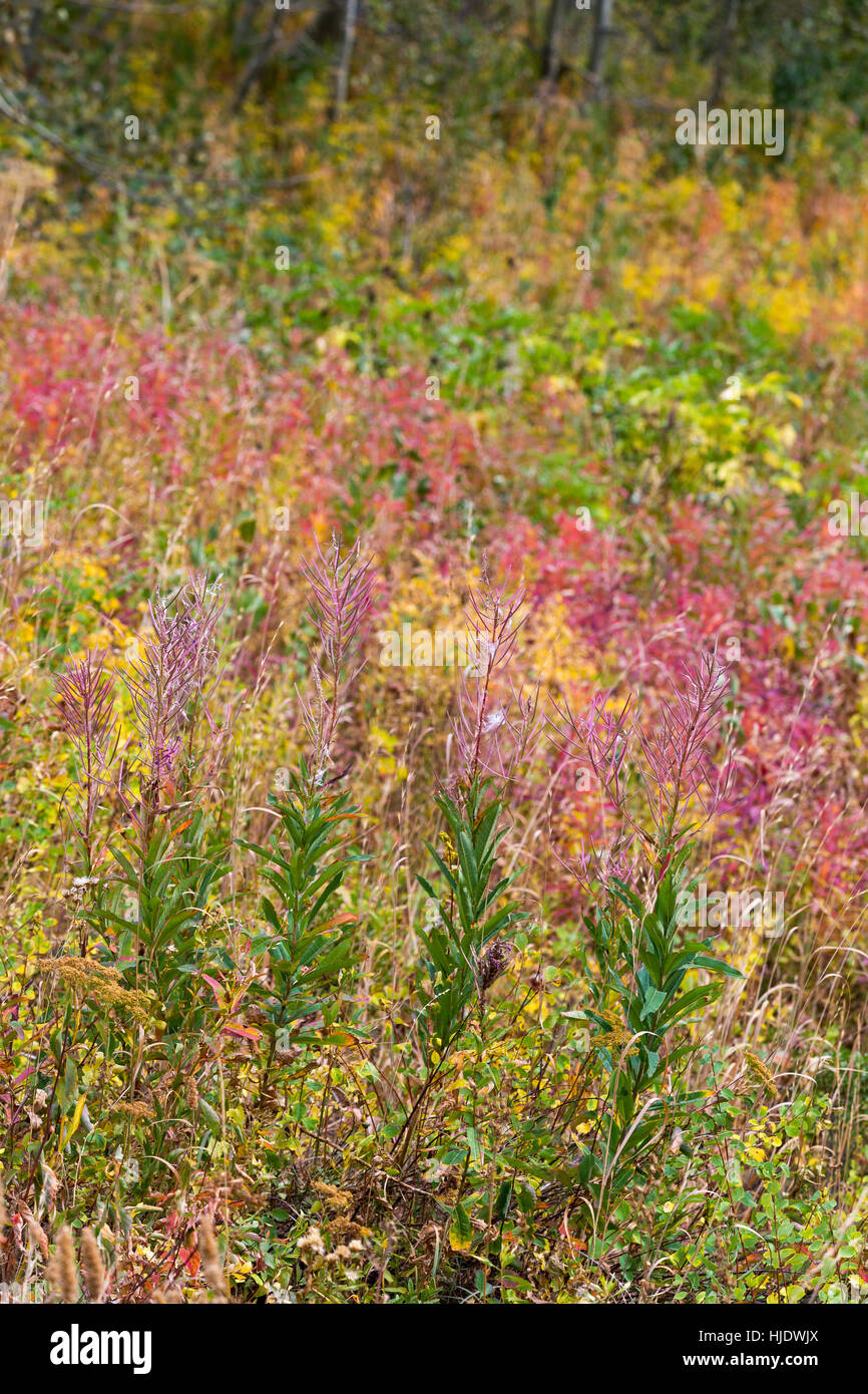 Fireweed in front of ground brush changing for the fall season in the ...
