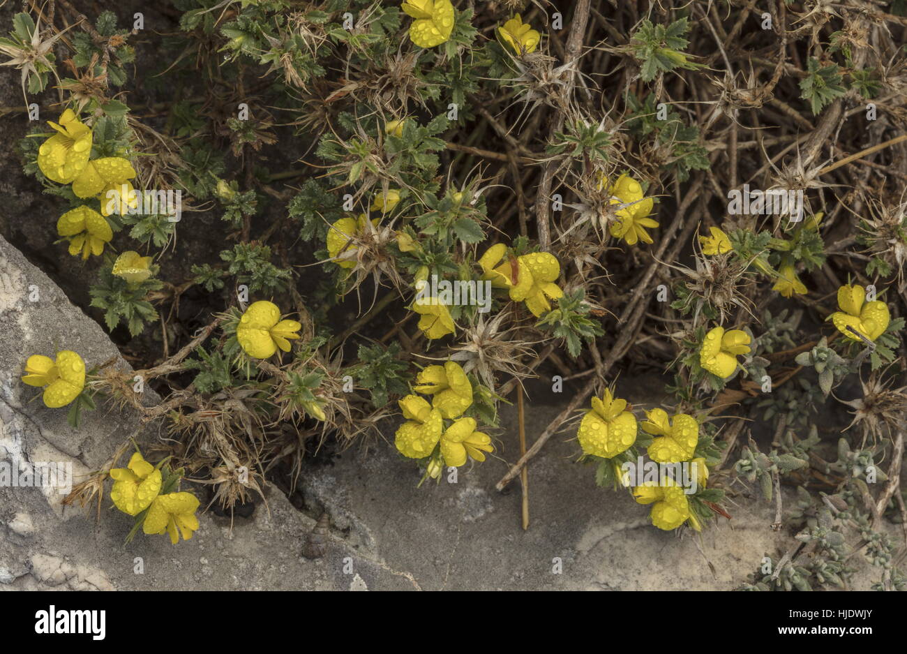A dwarf rest-harrow, Ononis minutissima, on limestone rock in south ...