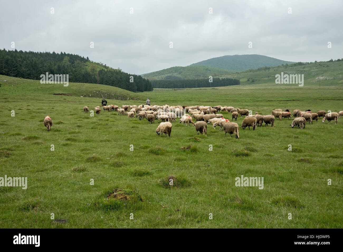 Brezovica, Serbia - May 12, 2016: Milking sheep in Brezovica on the ...