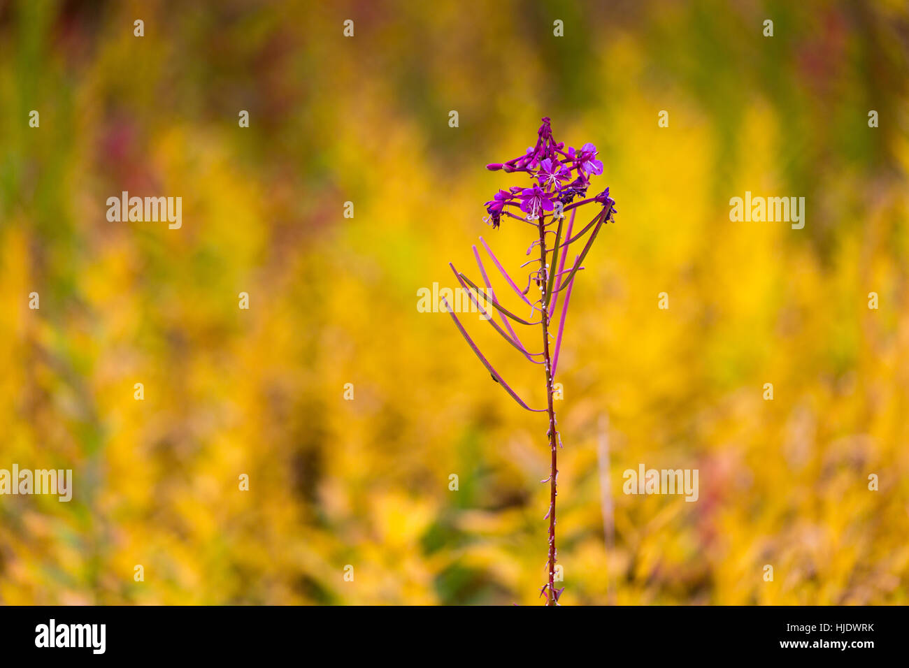 A fireweed wildflower in front of golden autumn leaves in the Teton ...