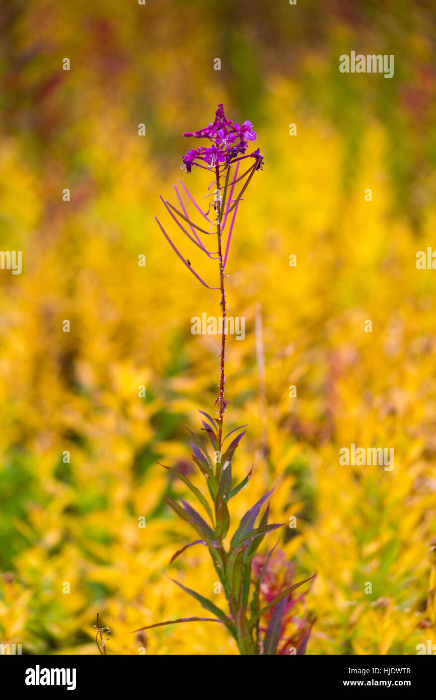A fireweed wildflower in front of golden autumn leaves in the Teton ...