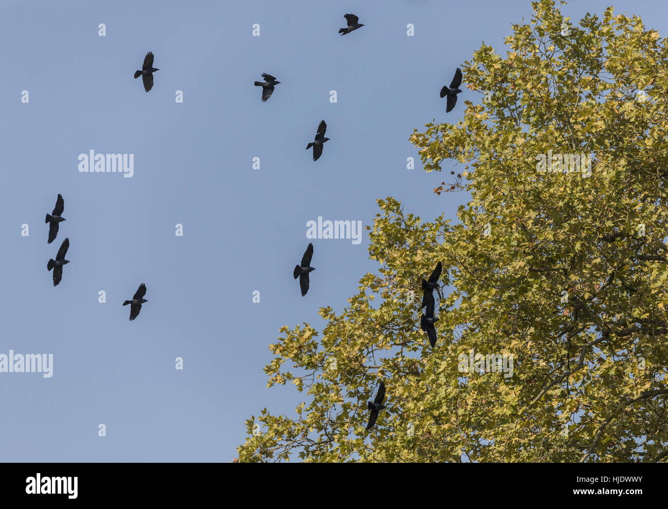 Western jackdaw, Corvus monedula, flock in flight Stock Photo - Alamy