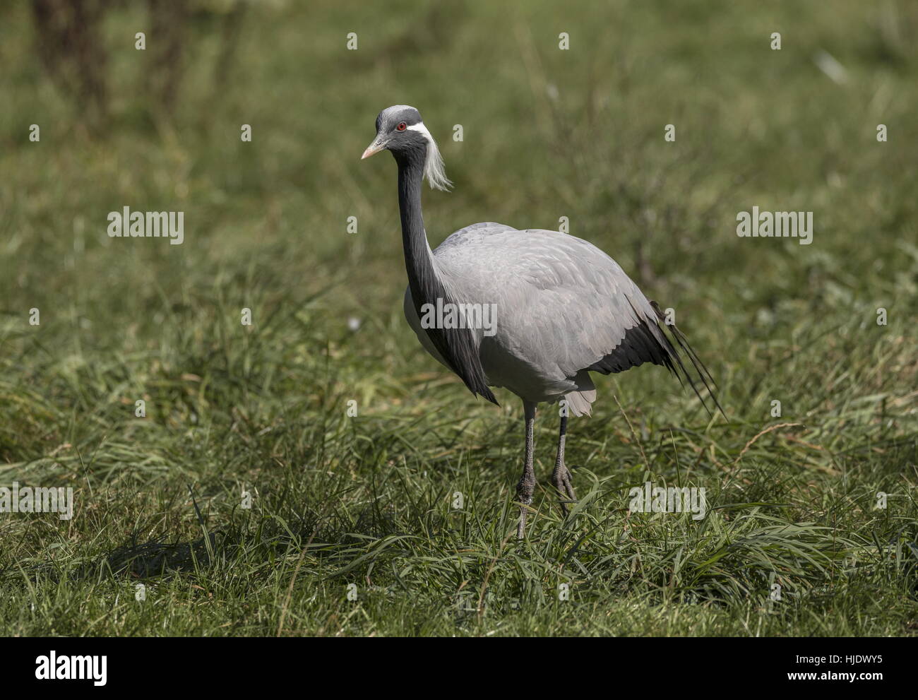 Demoiselle crane autumn hi-res stock photography and images - Alamy