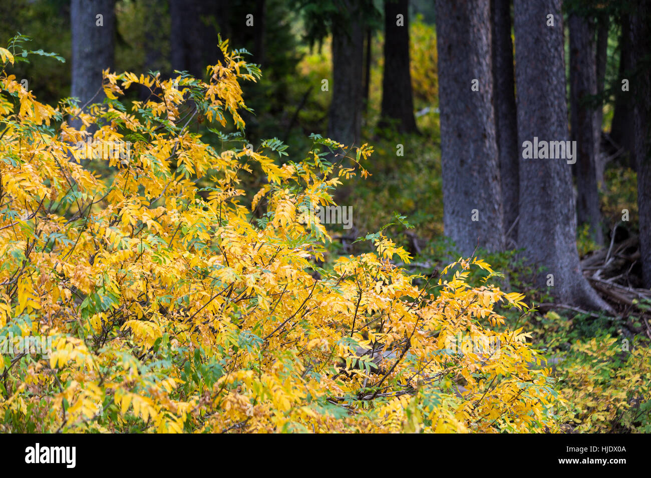 Ash fall hi-res stock photography and images - Alamy