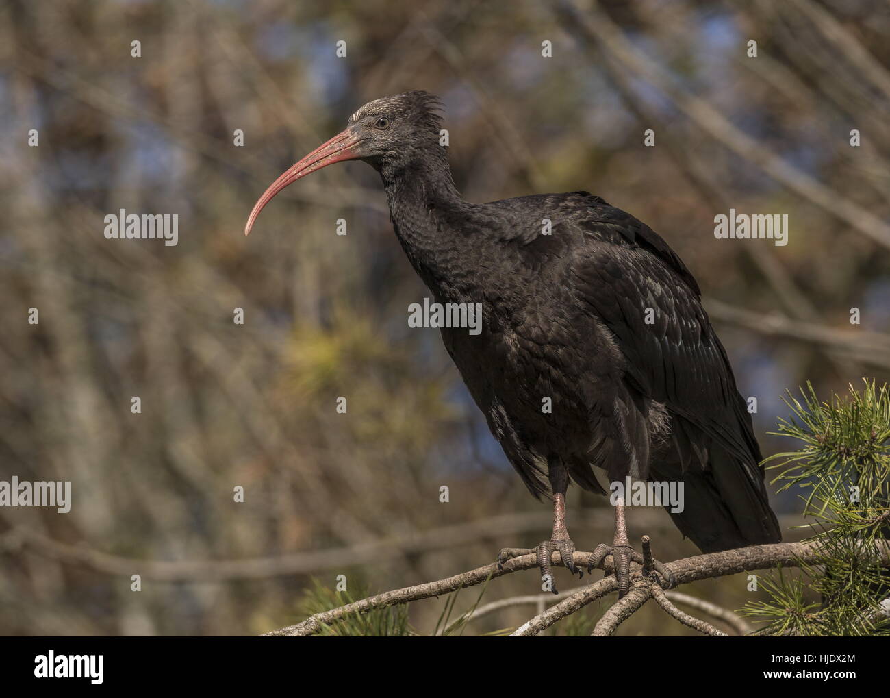 Geronticus eremita bird hi-res stock photography and images - Alamy
