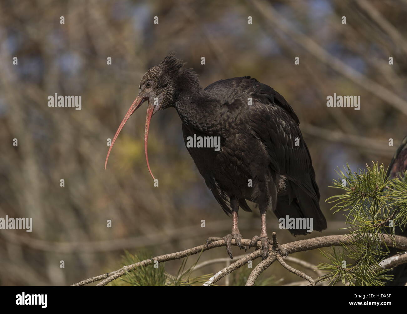 Geronticus eremita bird hi-res stock photography and images - Alamy