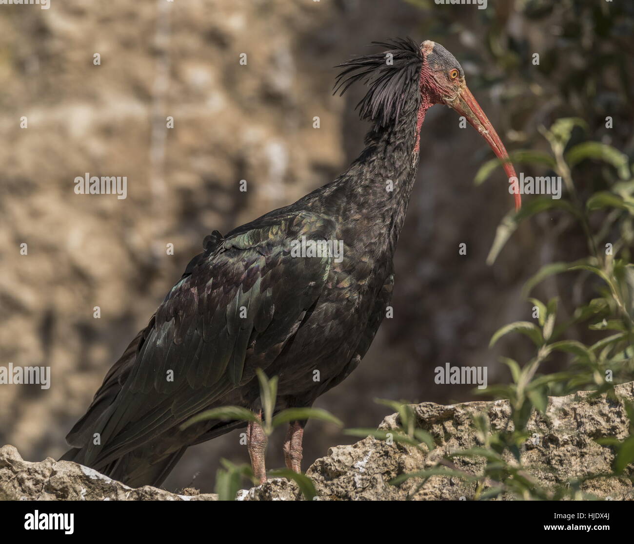 Northern Bald iris, Geronticus eremita perched on cliff Stock Photo - Alamy