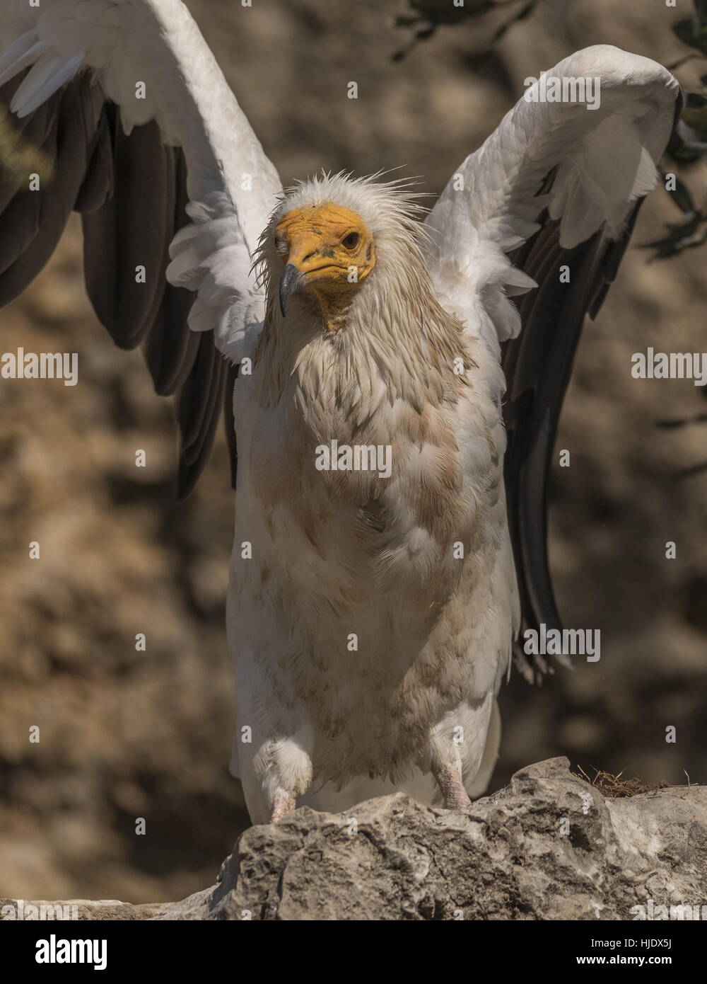 Egyptian Vulture, Neophron percnopterus, stretching Stock Photo - Alamy