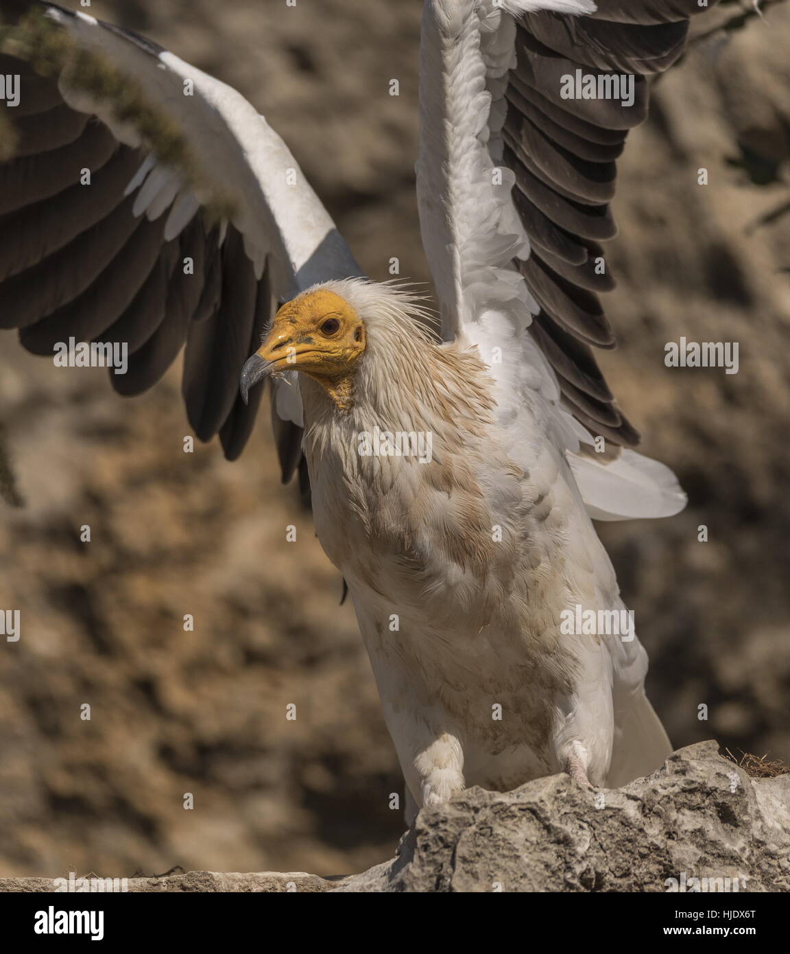 Egyptian Vulture, Neophron percnopterus, stretching Stock Photo - Alamy