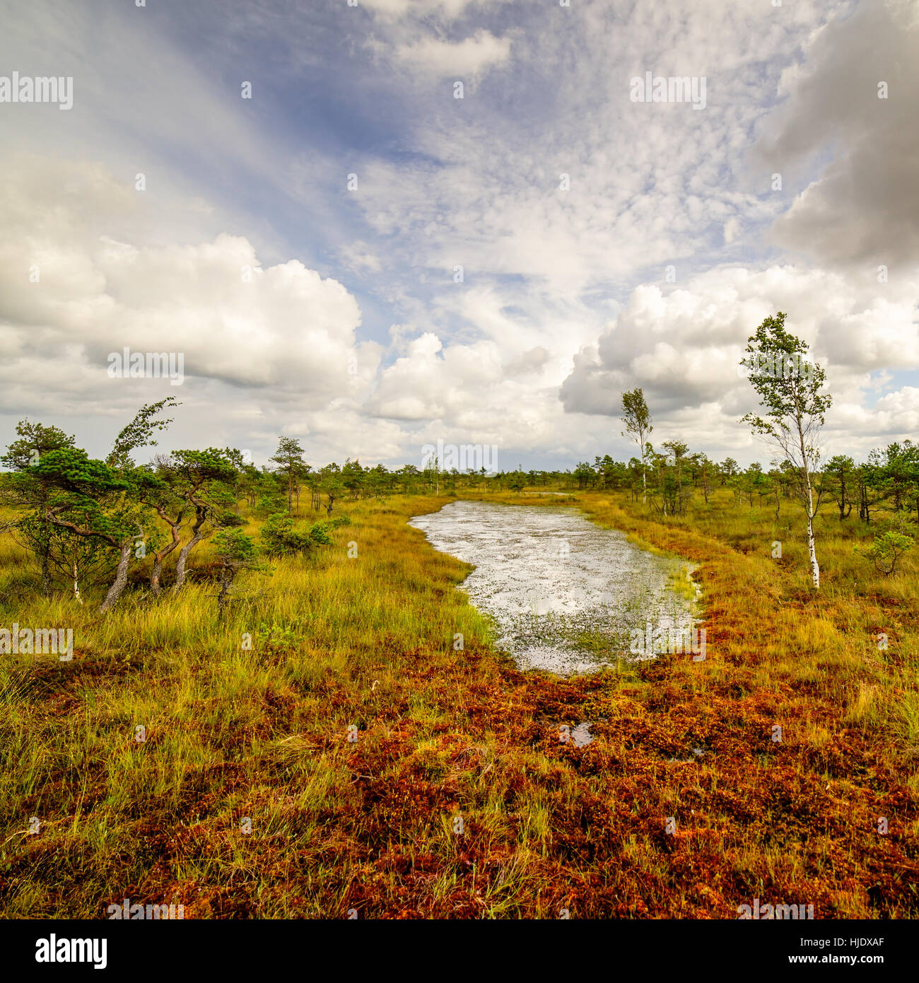 swamp view with lakes and footpath - square image Stock Photo - Alamy