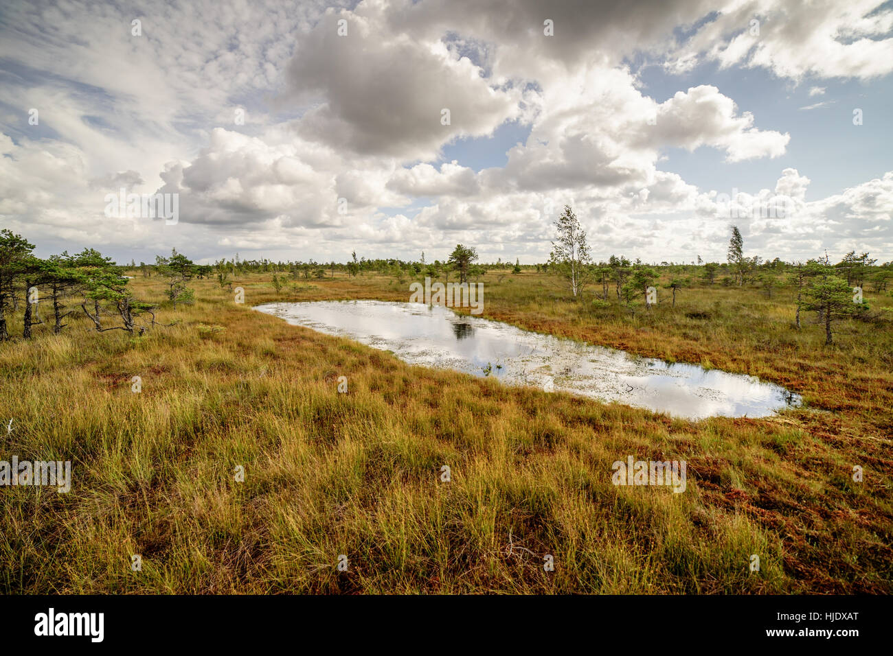 swamp view with lakes and footpath Stock Photo - Alamy