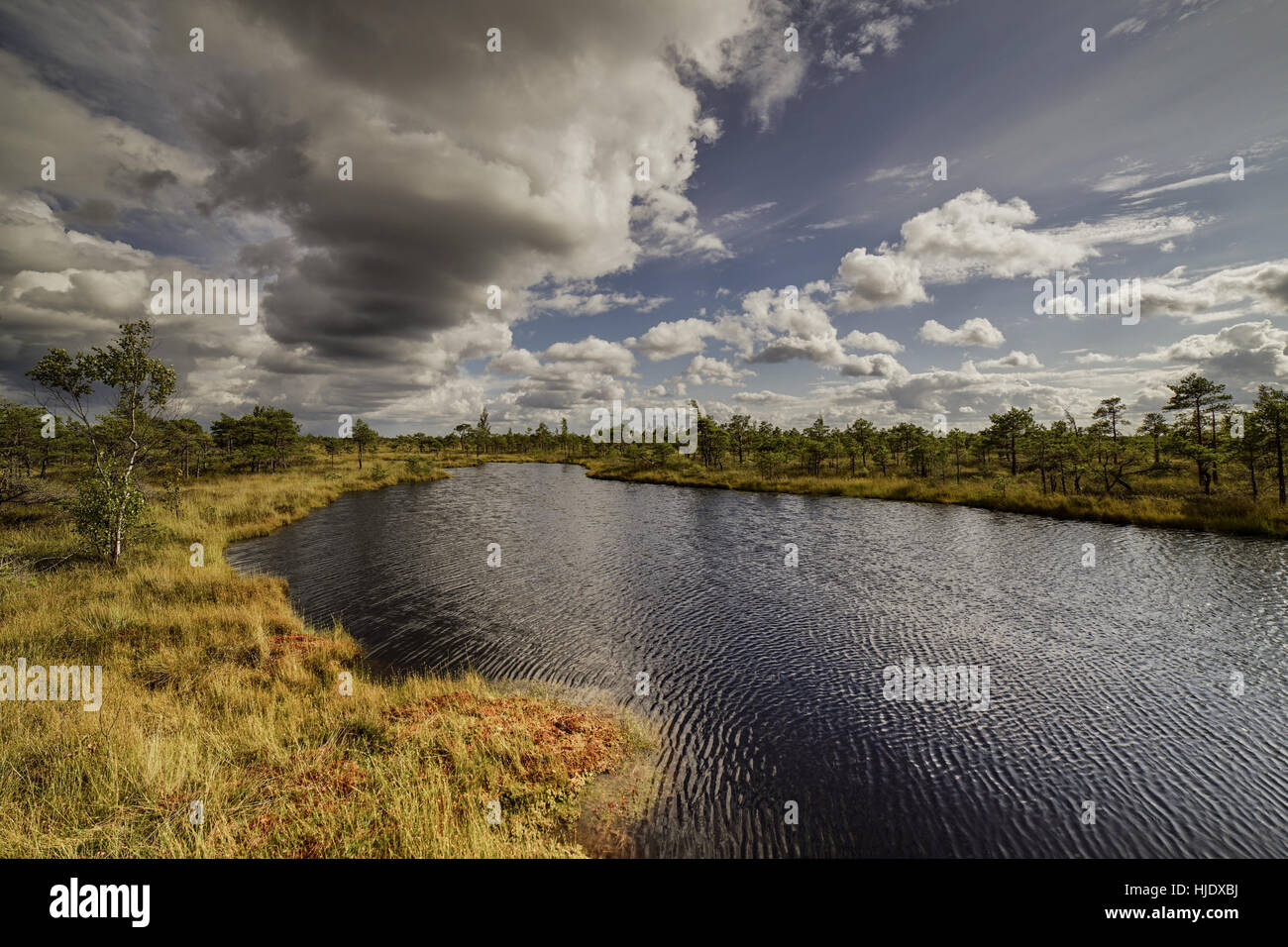 swamp view with lakes and footpath Stock Photo - Alamy