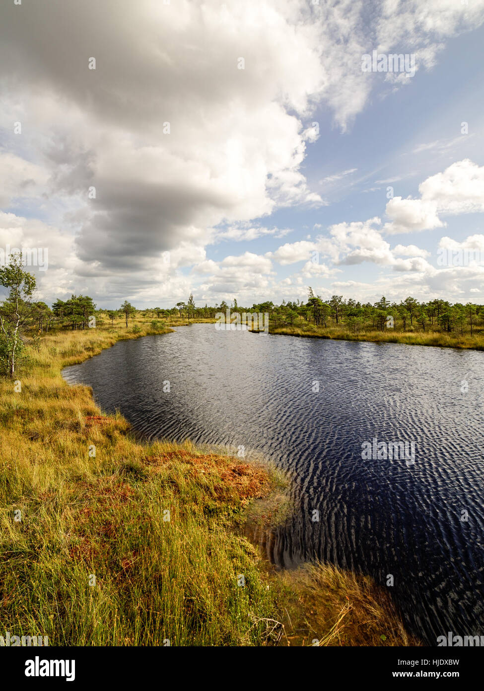 swamp view with lakes and footpath Stock Photo - Alamy