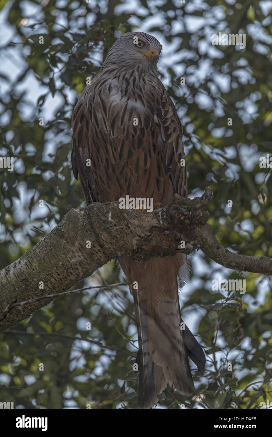Red Kite, Milvus milvus perched in deciduous tree; autumn Stock Photo ...
