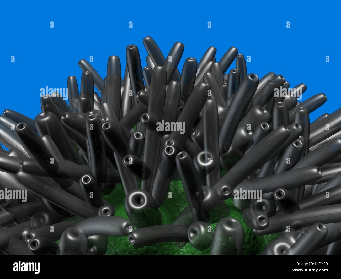 Parasite zoom hi-res stock photography and images - Alamy