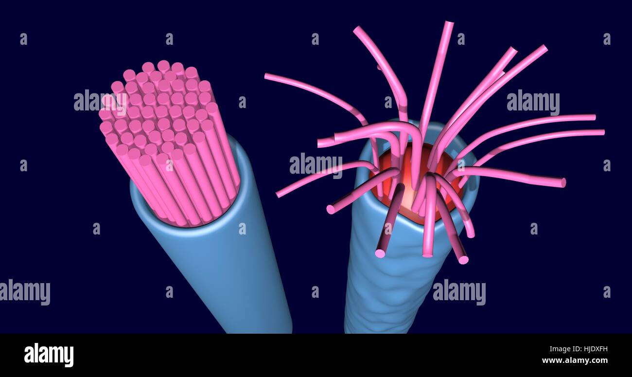 Nerve fibers hi-res stock photography and images - Alamy
