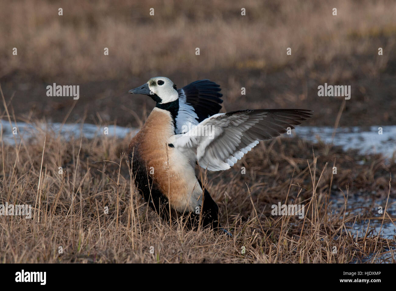 Steller's eider wing stretch Stock Photo - Alamy