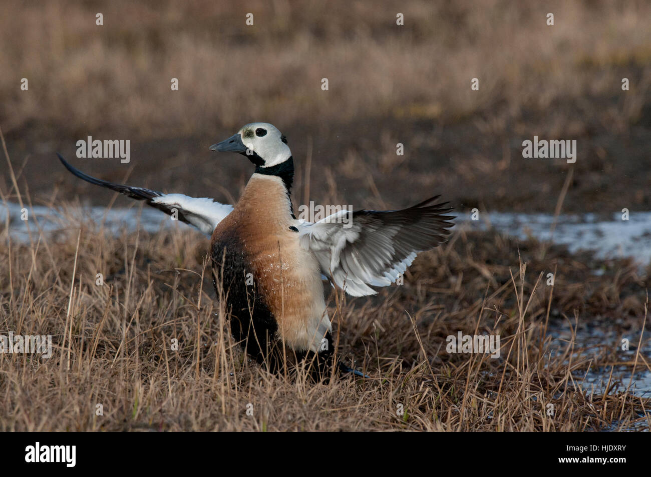 Steller's eider wing stretch Stock Photo - Alamy