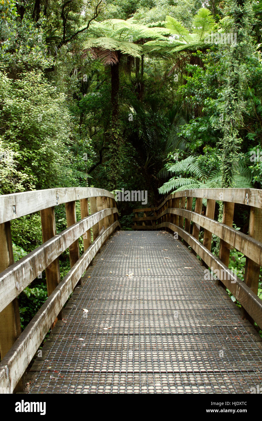 Walking trail in tropical forest Stock Photo - Alamy