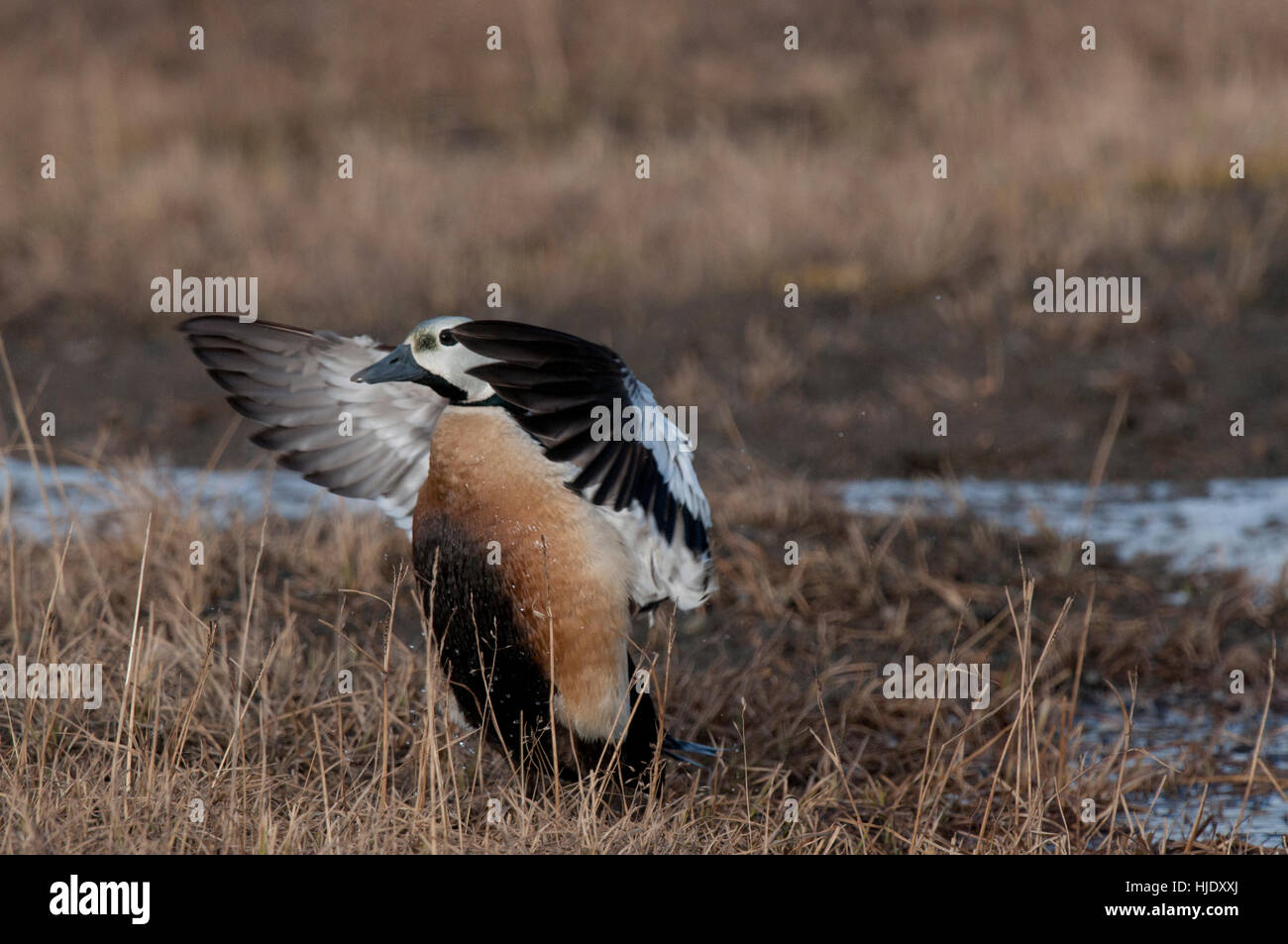 Steller's eider wing stretch Stock Photo - Alamy
