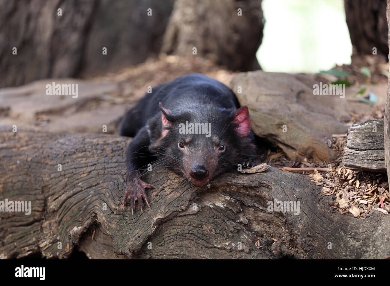 australia, threatens, marsupials, animal, teeth, bit, black, swarthy ...