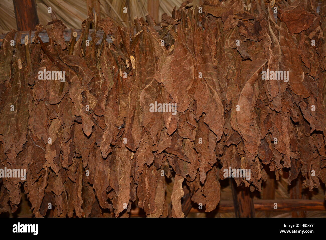 Tobacco leaves drying out in a tobacco barn house Stock Photo - Alamy