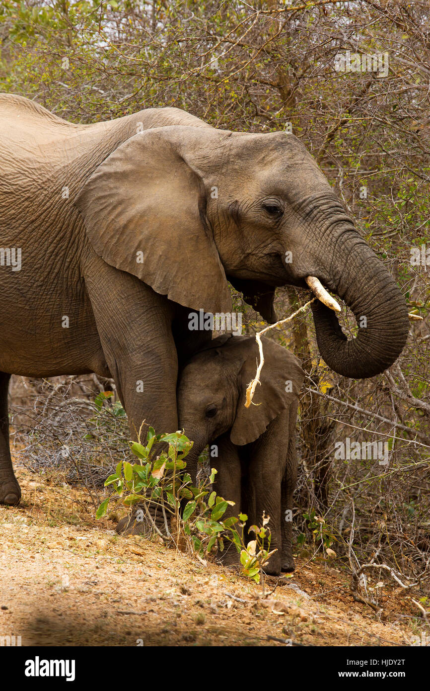 Elephant with cub near Olifants River, Kruger National Park, South ...