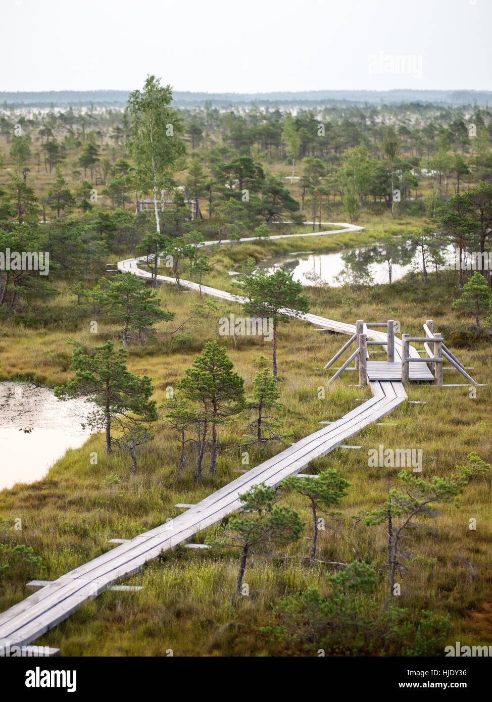 swamp view with lakes and footpath in autumn Stock Photo - Alamy