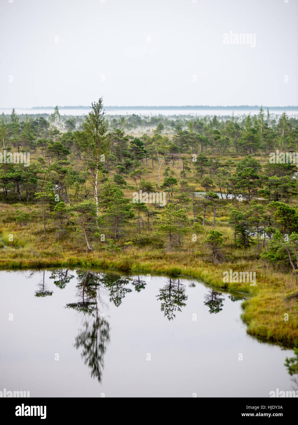 swamp view with lakes and footpath in autumn Stock Photo - Alamy