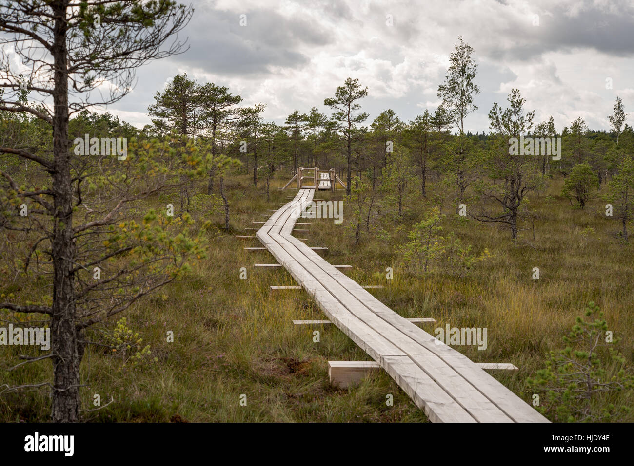 swamp view with lakes and footpath Stock Photo - Alamy