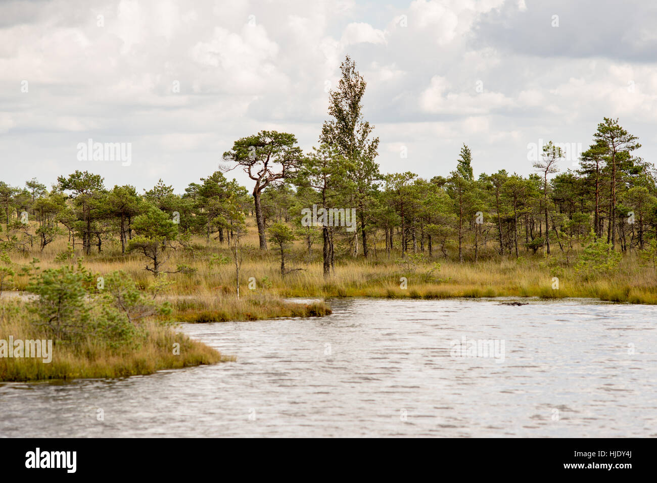 swamp view with lakes and footpath Stock Photo - Alamy