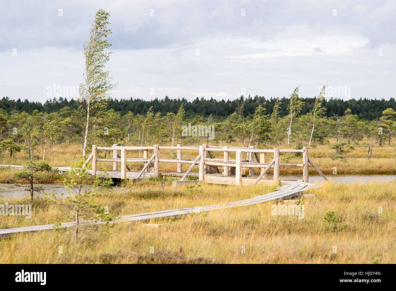 swamp view with lakes and footpath Stock Photo - Alamy