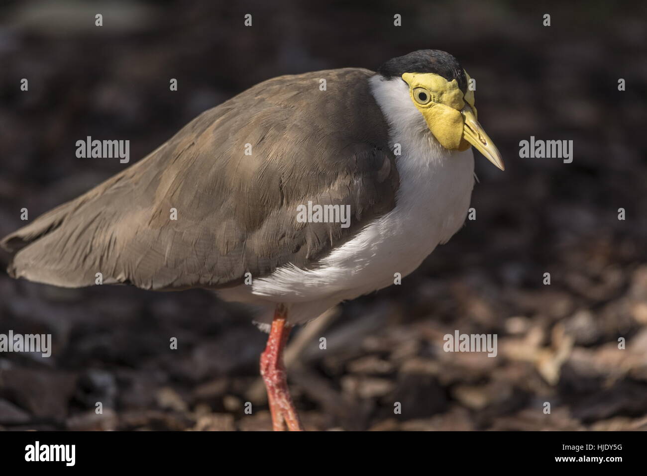 masked lapwing, Vanellus miles miles, from north Australia Stock Photo ...