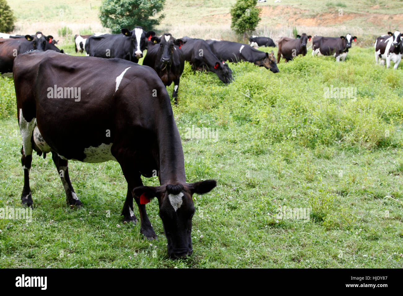 Dairy cows in paddock, New Zealand Stock Photo - Alamy
