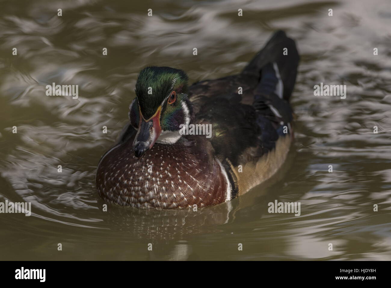 Smart duck hi-res stock photography and images - Alamy
