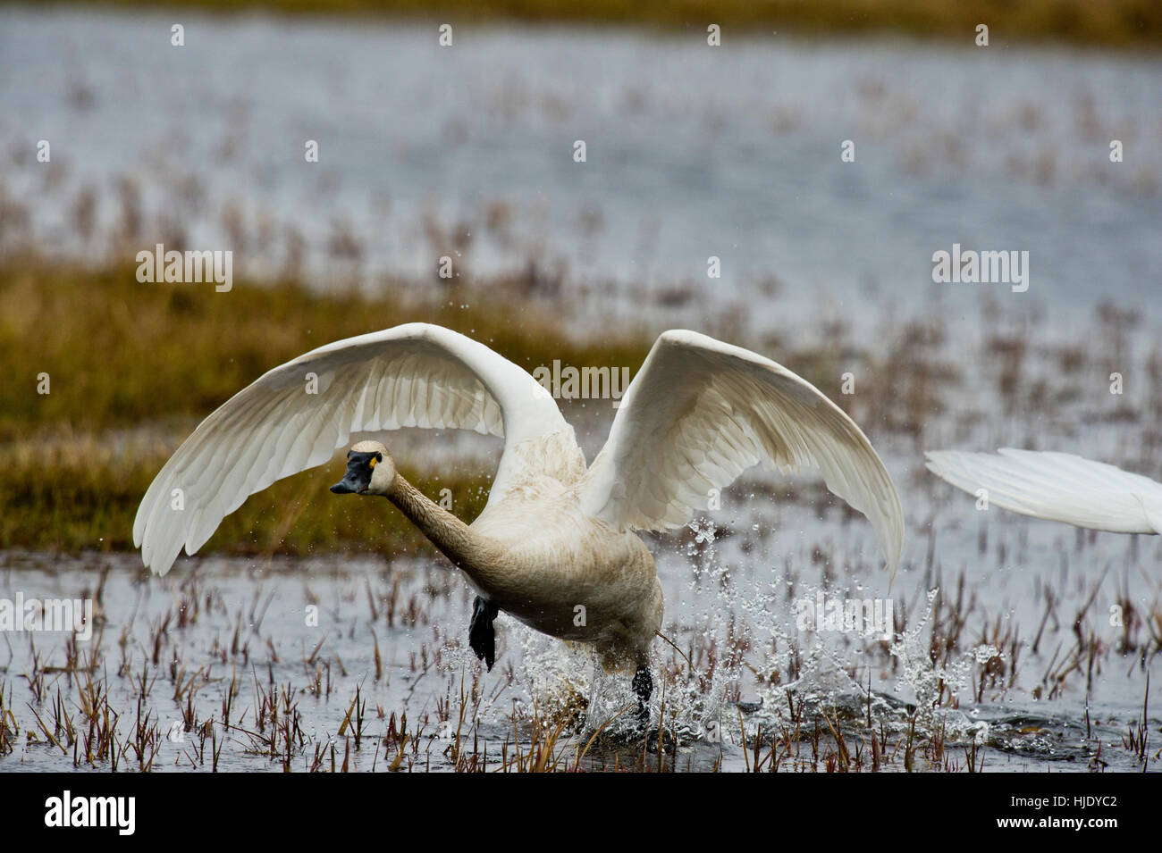 Tundra Swan Take Off