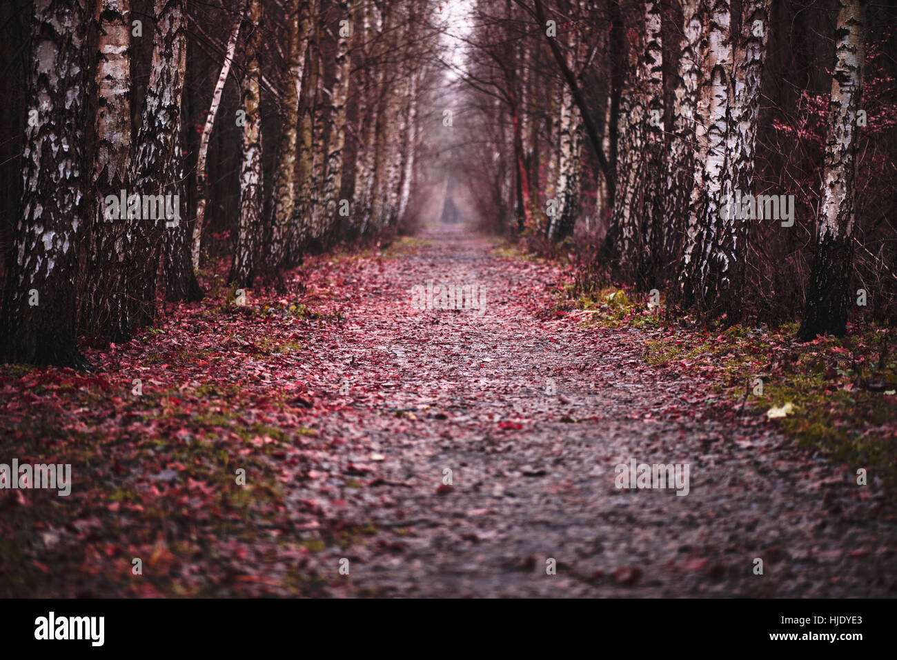 Dark red path. Somewhere in mystic wood Stock Photo - Alamy
