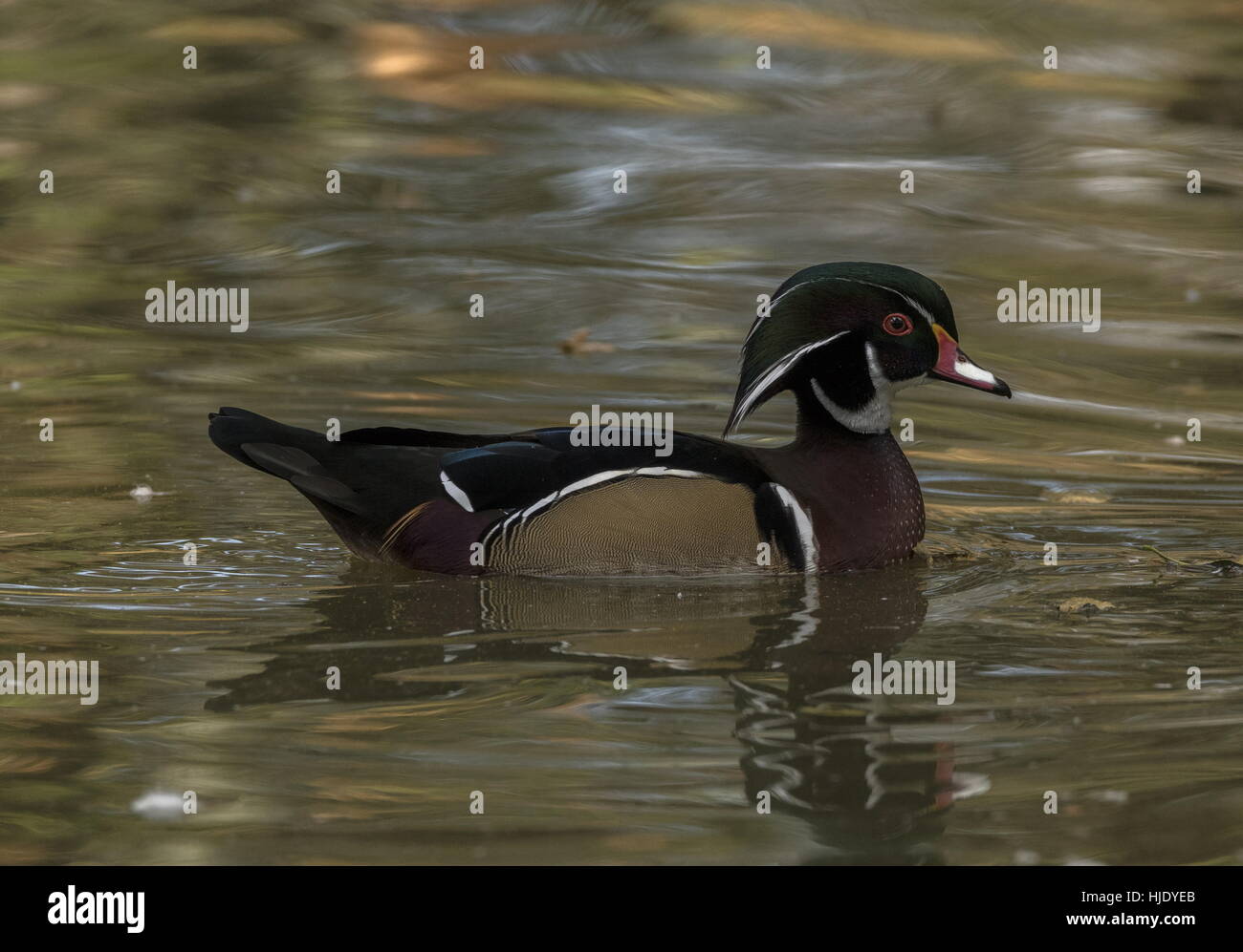 Male wood duck, Aix sponsa swimming on lake Stock Photo - Alamy