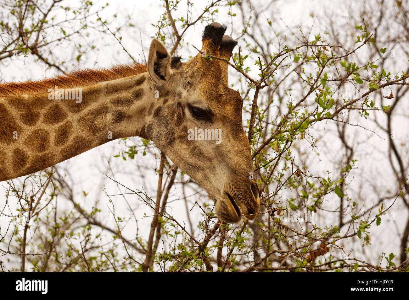 Giraffe eating from a acacia tree in Kruger National Park, South Africa ...