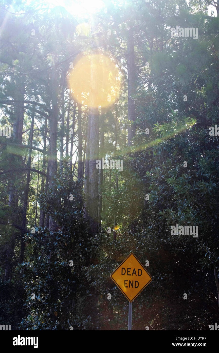 A dead end sign with a forest behind it with a lens flare Stock Photo ...