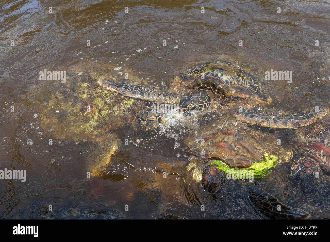 Group of green sea turtle feeding on seaweed, lot of competition for ...