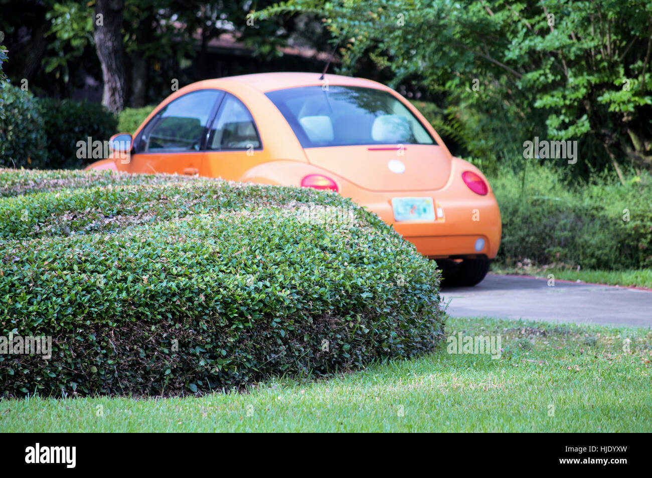 An orange Volkswagen beetle (bug) with a Florida license plate parked ...