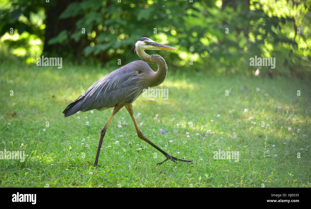Great blue heron. Large wading bird in heron family Ardeidae. Common ...