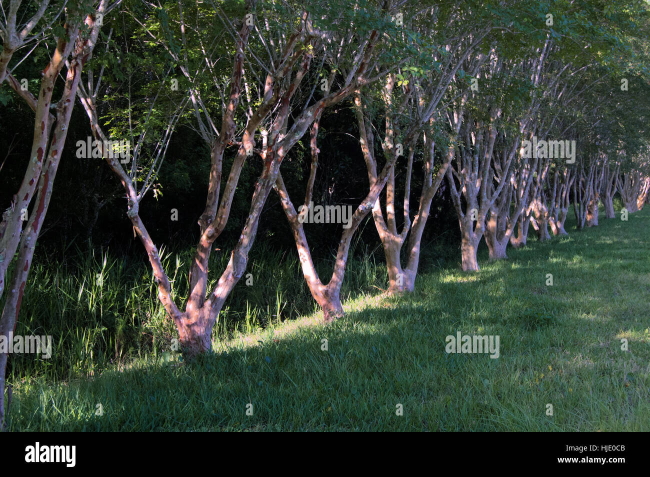 A row of non blooming crepe myrtles Stock Photo - Alamy