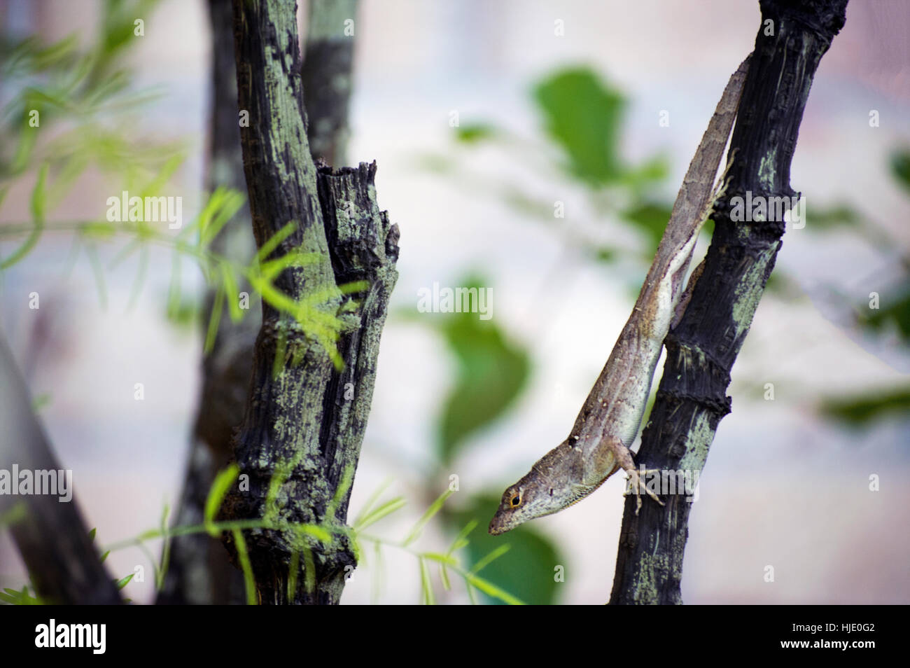 A young brown anole lizard hanging onto a branch Stock Photo - Alamy