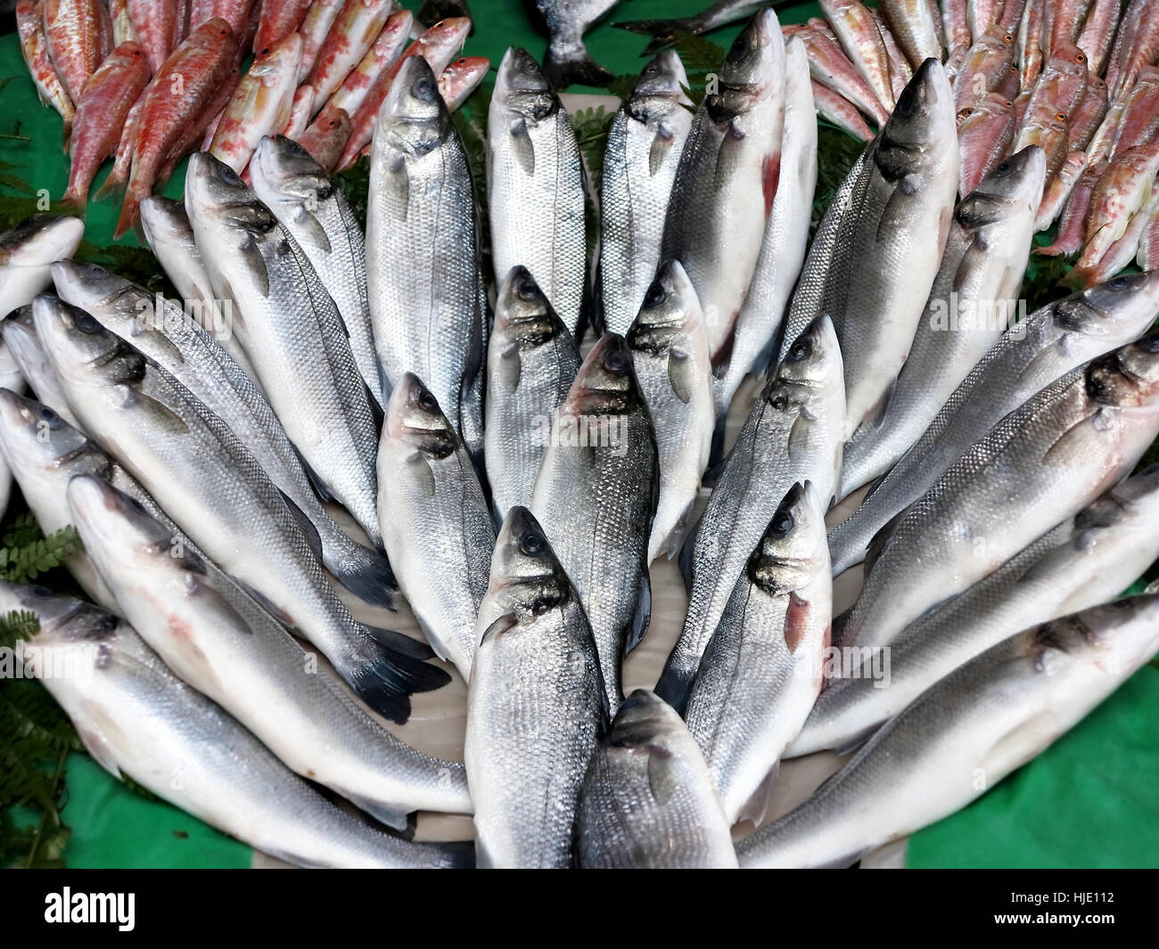 fish, water, mediterranean, salt water, sea, ocean, harbor, coast ...