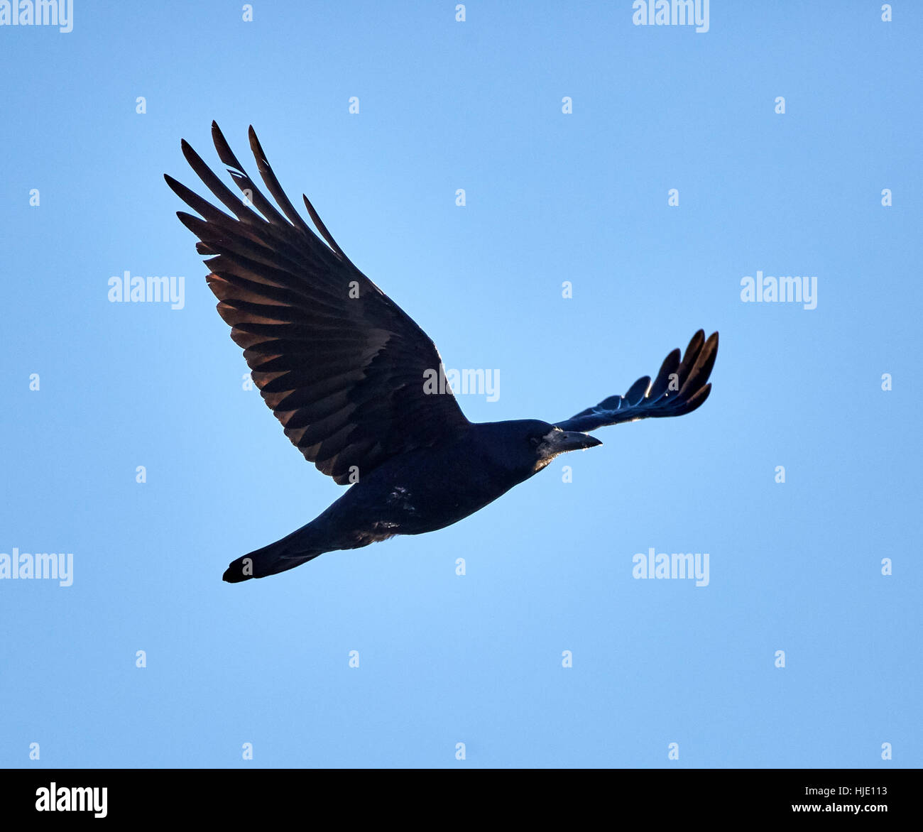 Crow in flight over blue sky background Stock Photo - Alamy