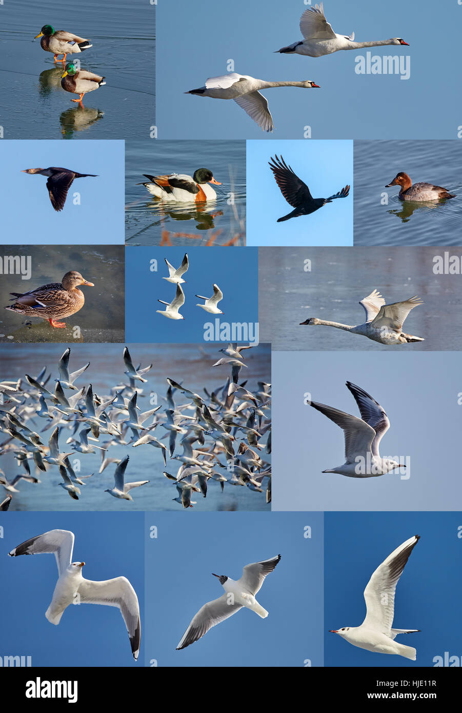 Collage of many water birds during winter Stock Photo - Alamy