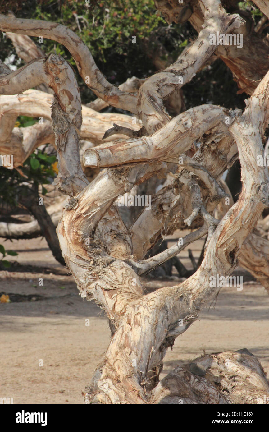 Twisted Tree Trunk High Resolution Stock Photography and Images - Alamy